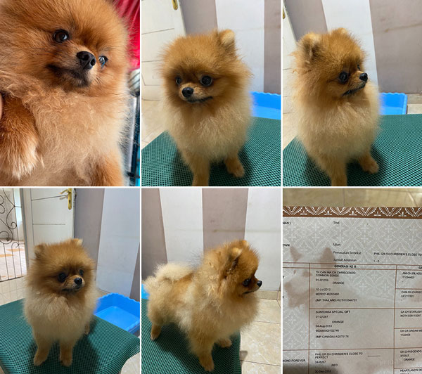 Pejantan Pomeranian Mr Chyrus - Anjing Pomeranian - AnjingKita.ID