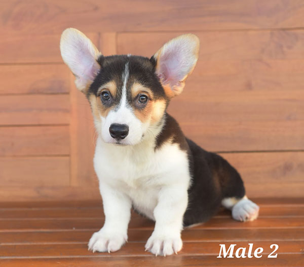 Available 2 Anakan Pembroke Welsh Corgi Jantan - Anjing Pembroke Welsh ...