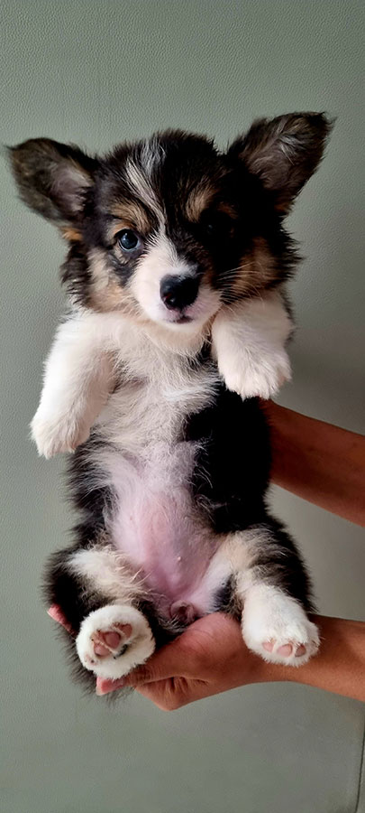 Fluffy Long Hair Corgi Puppy - Anjing Pembroke Welsh Corgi - AnjingKita.ID