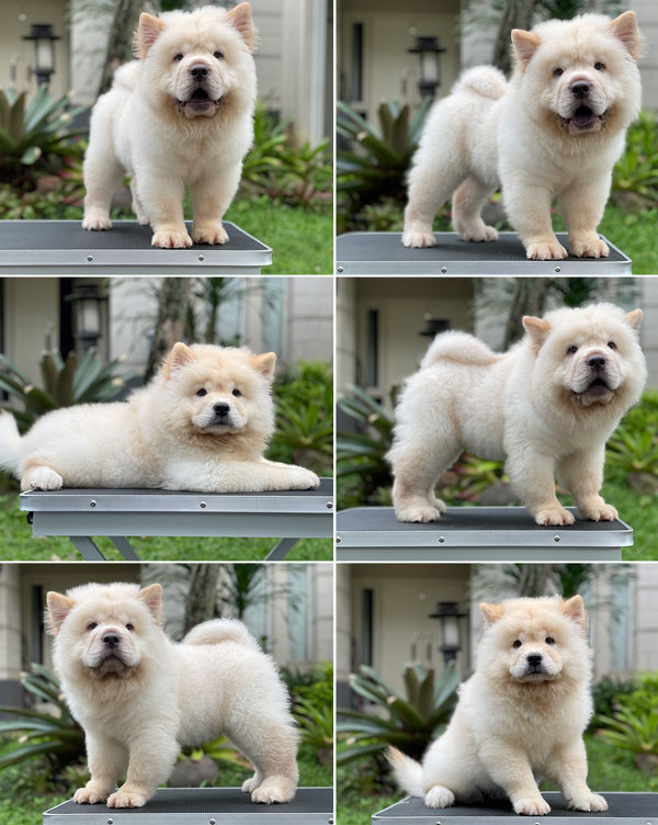 For Sale Puppy Male & Female Chow-Chow - Anjing Chow Chow - AnjingKita.ID