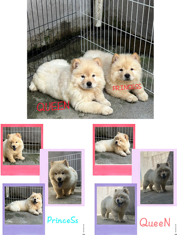 For Sale 3 Ekor Anakan Chow Chow - Anjing Chow Chow - AnjingKita.ID