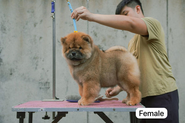 Chow Chow Special Anak Indonesian Champion - Anjing Chow Chow - AnjingKita.ID