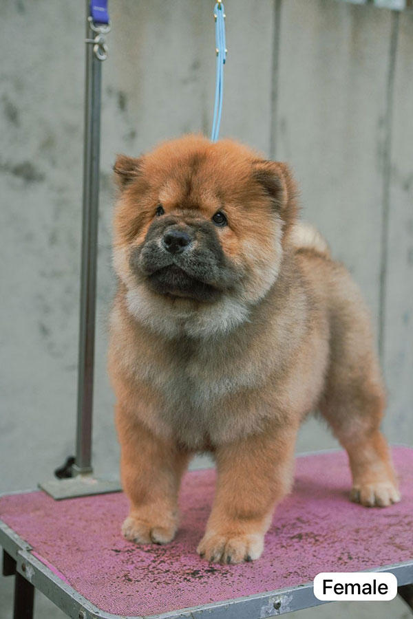 Chow Chow Special Anak Indonesian Champion - Anjing Chow Chow - AnjingKita.ID