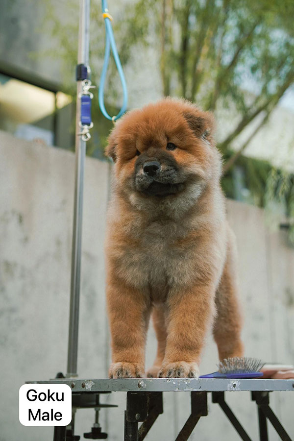 Chow Chow Special Anak Indonesian Champion - Anjing Chow Chow - AnjingKita.ID