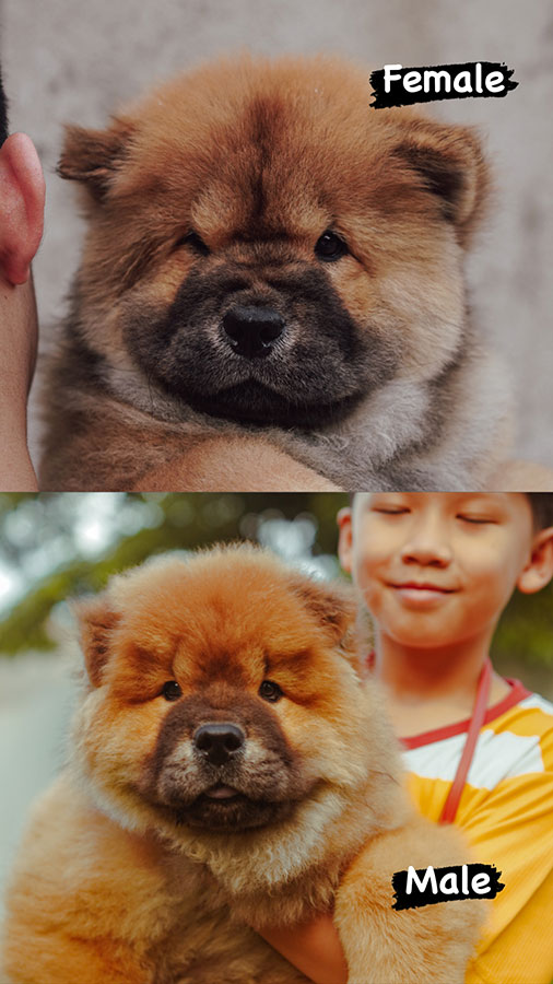 Chow Chow Special Anak Indonesian Champion - Anjing Chow Chow - AnjingKita.ID