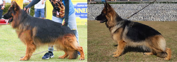 Puppy Herder Show Quality Long & Short Hair - Anjing Gembala Jerman ...