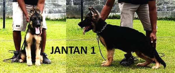 Puppy Herder Show Quality Long & Short Hair - Anjing Gembala Jerman ...