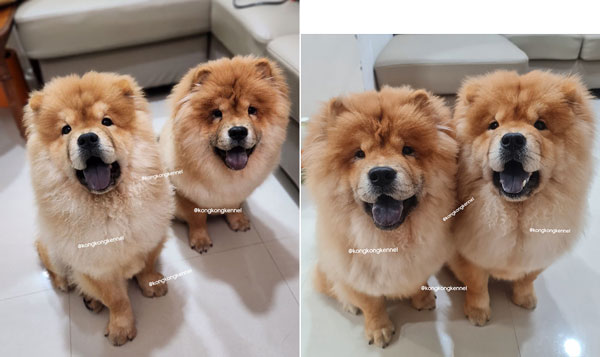 Jual 2 Ekor Female Chow Chow Puppies High Quality - Anjing Chow Chow - AnjingKita.ID