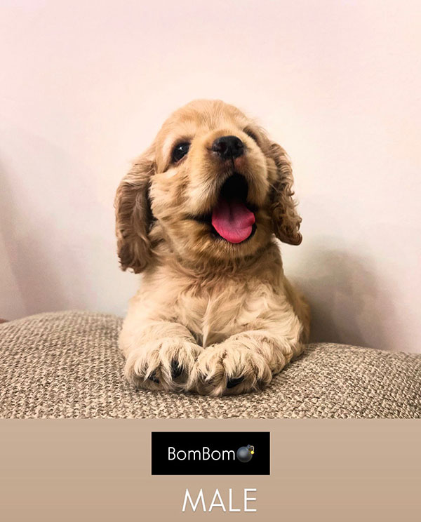 Puppies American Cocker Spaniel Korean Bloodline - Anjing American ...